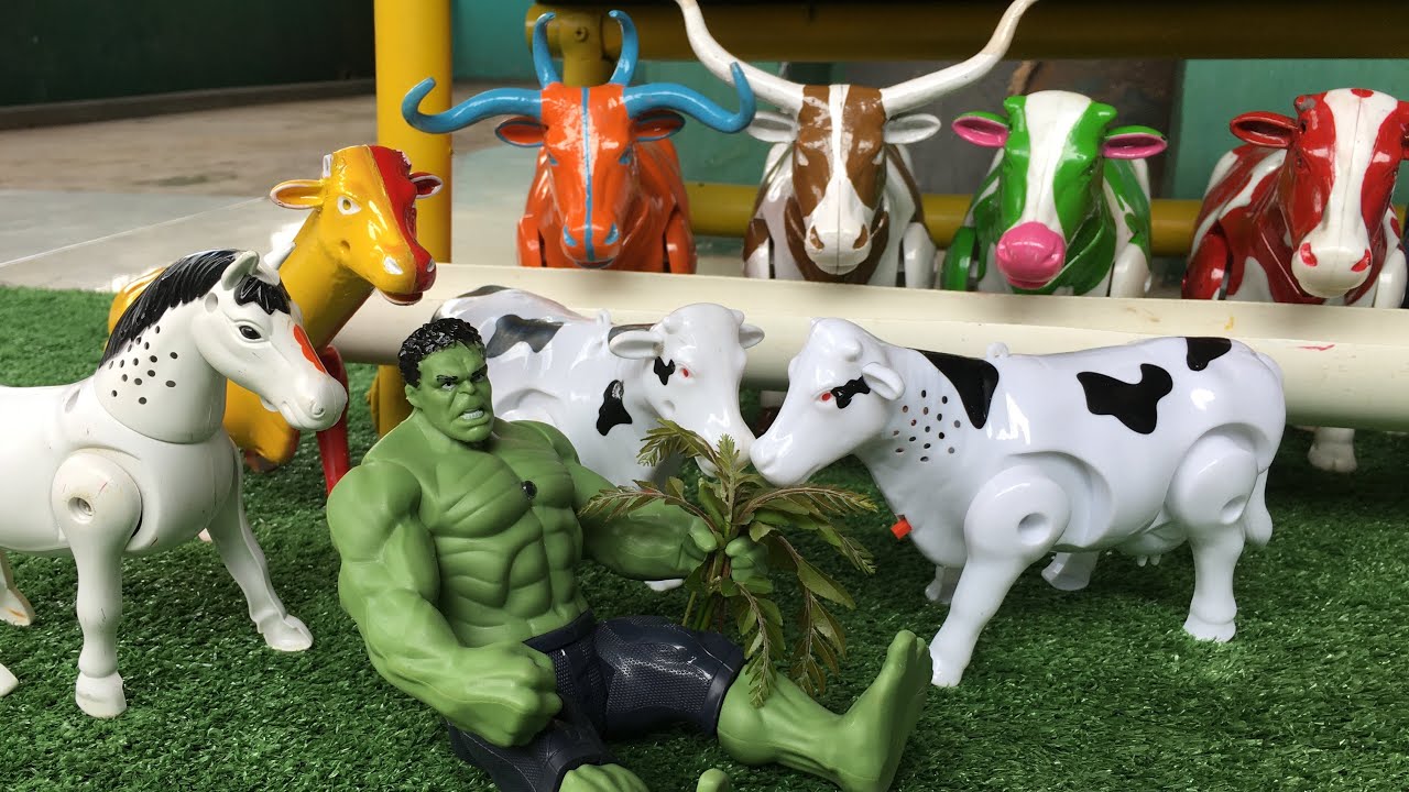 MEMBERI MAKAN SAPI JUMBO || SAPI LUCU, SAPI JOGET, SAPI MOO, SAPI ...