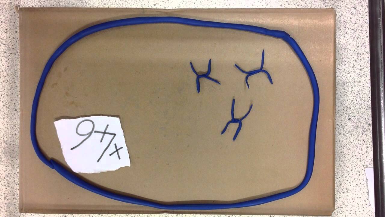 Cell division, GCSE Biology B2 revision video - YouTube