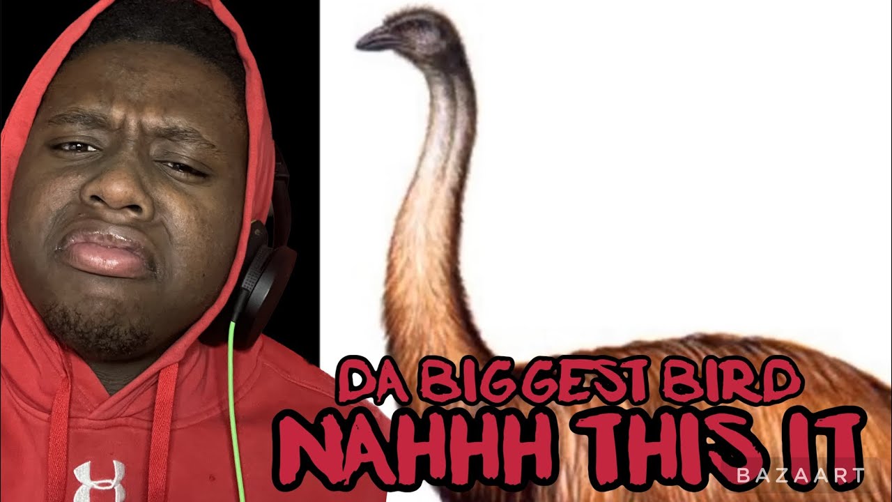 WTF IS THIS BUT IT TRENDING ! SAINT MERCATØR - Da biggest bird🦤🦩🦚🦅🕊 ...