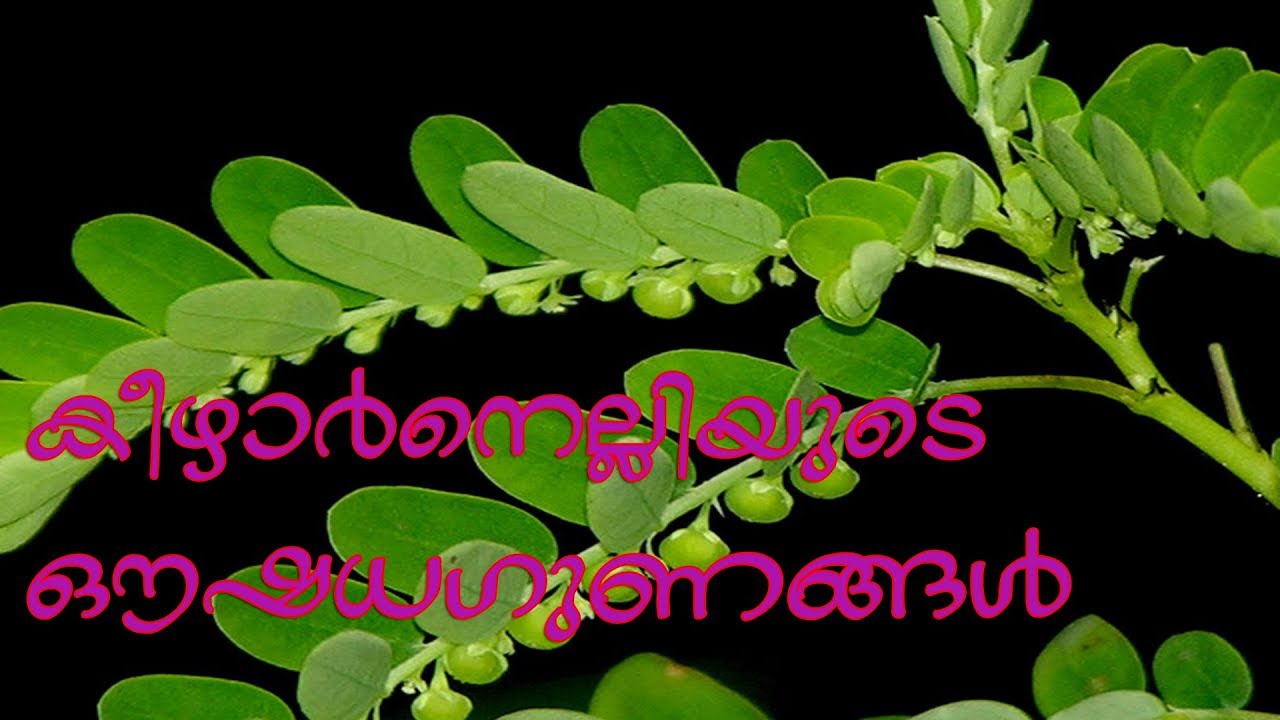 കീഴാനെല്ലിയുടെ ഔഷധഗുണങ്ങൾ / Benefits of Keezhanelli / health tips - YouTube