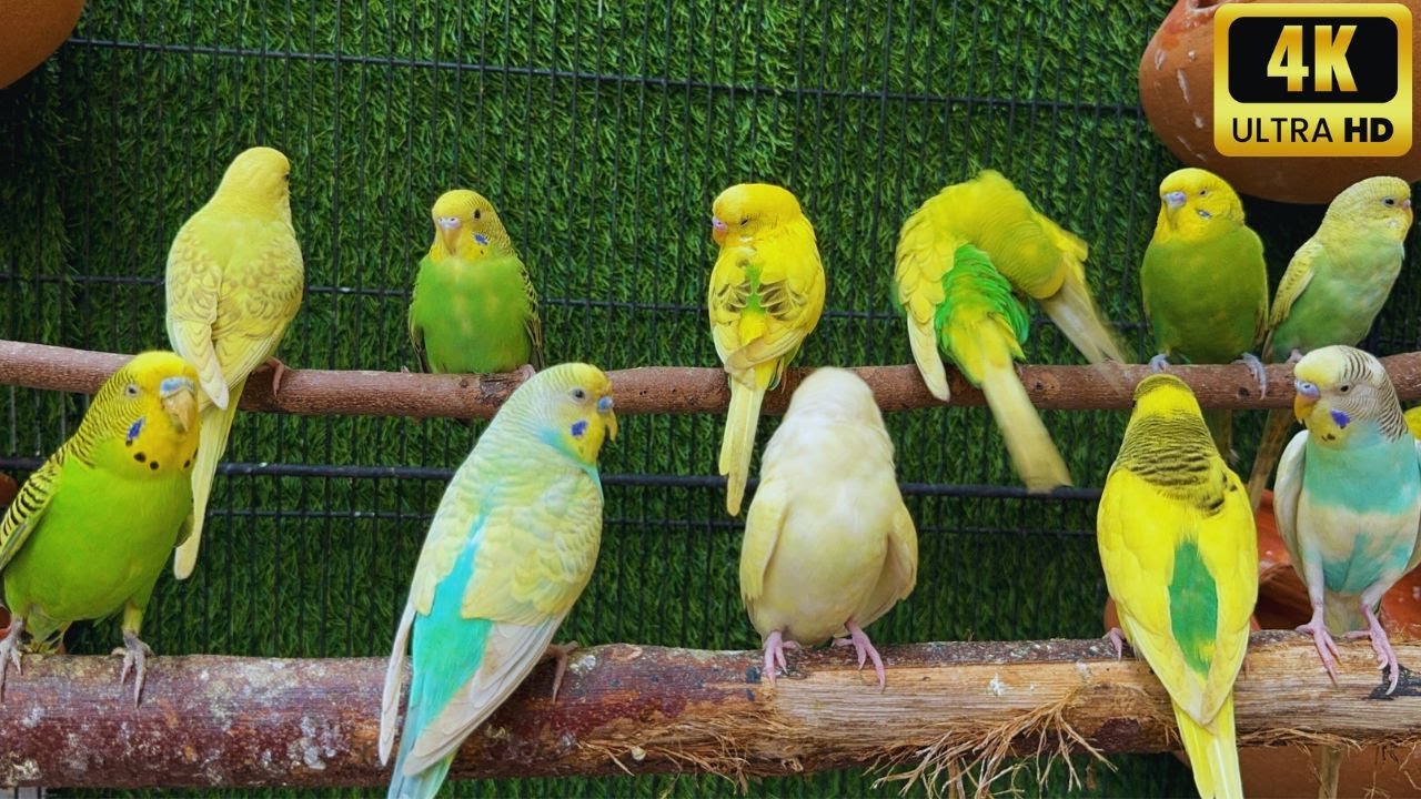 Cute Budgies Chirping: 9 Hours of Relaxing Parakeet Sounds to Reduce ...
