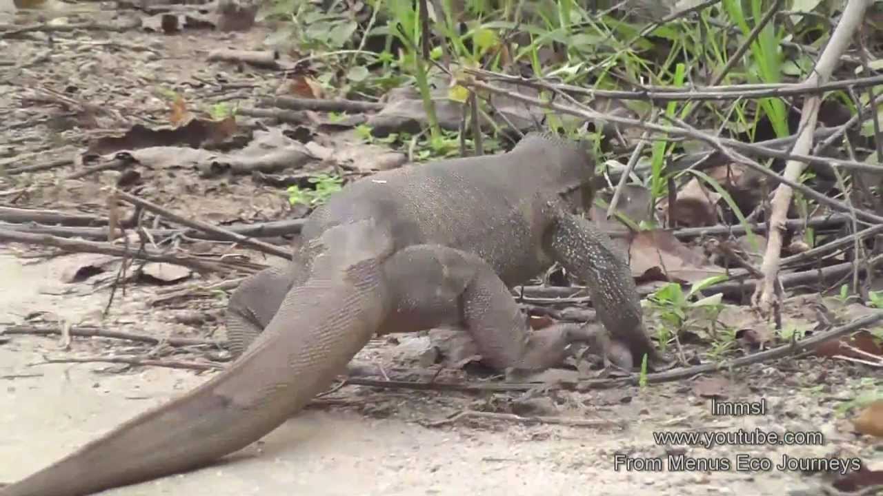 Nature,Trees & Birds - Golden Jackal ,Monitor Lizard,Water Monitor ...