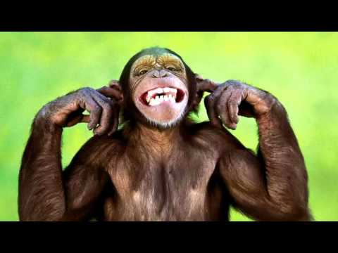 monkey sound effects