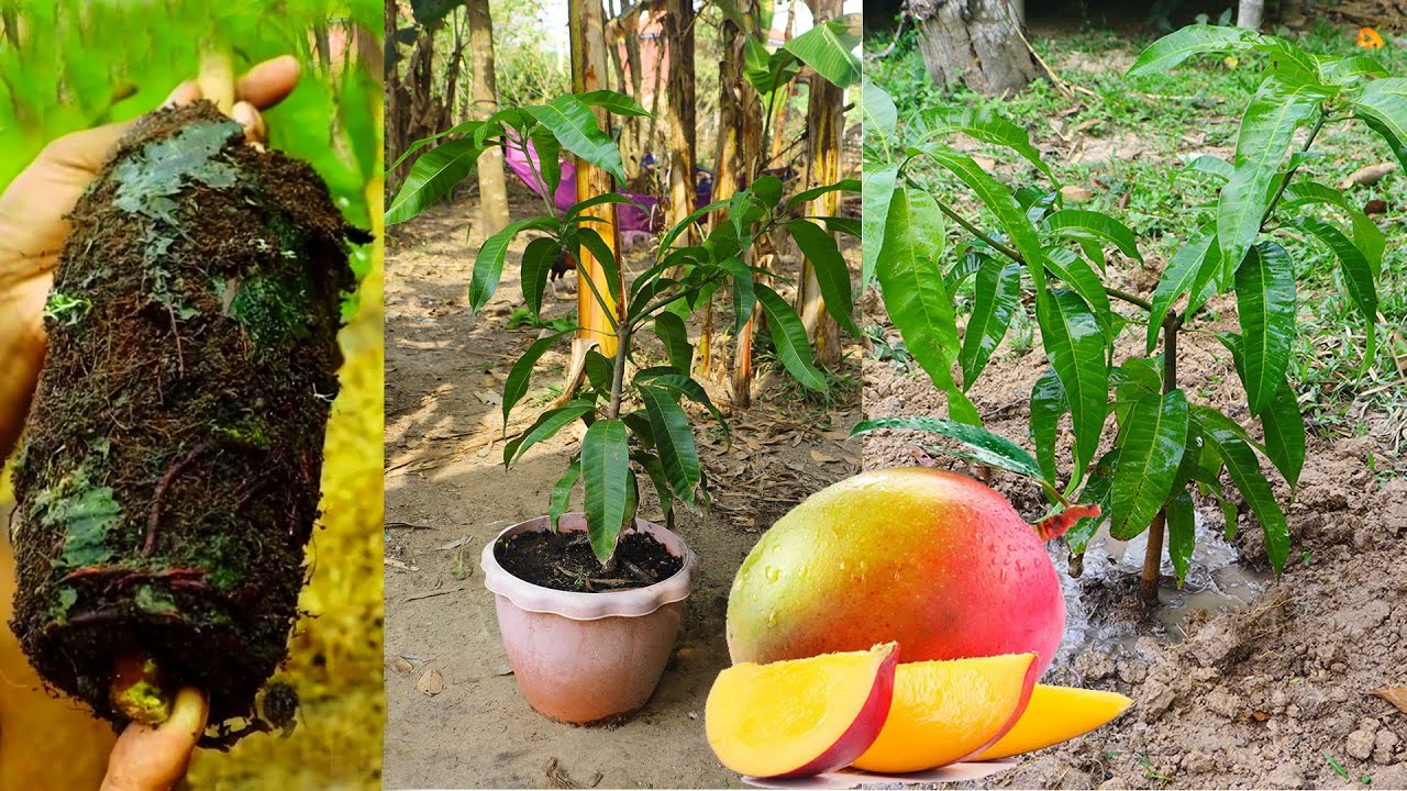 Agri-education: how to growth mango tree Mango grafting| To Get 100% ...