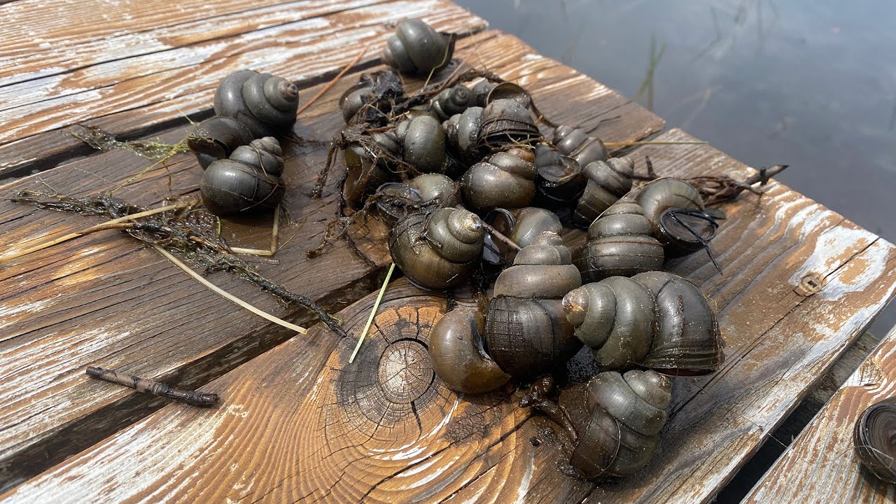 Invasive Chinese mystery snails have multiplied by the thousands and ...