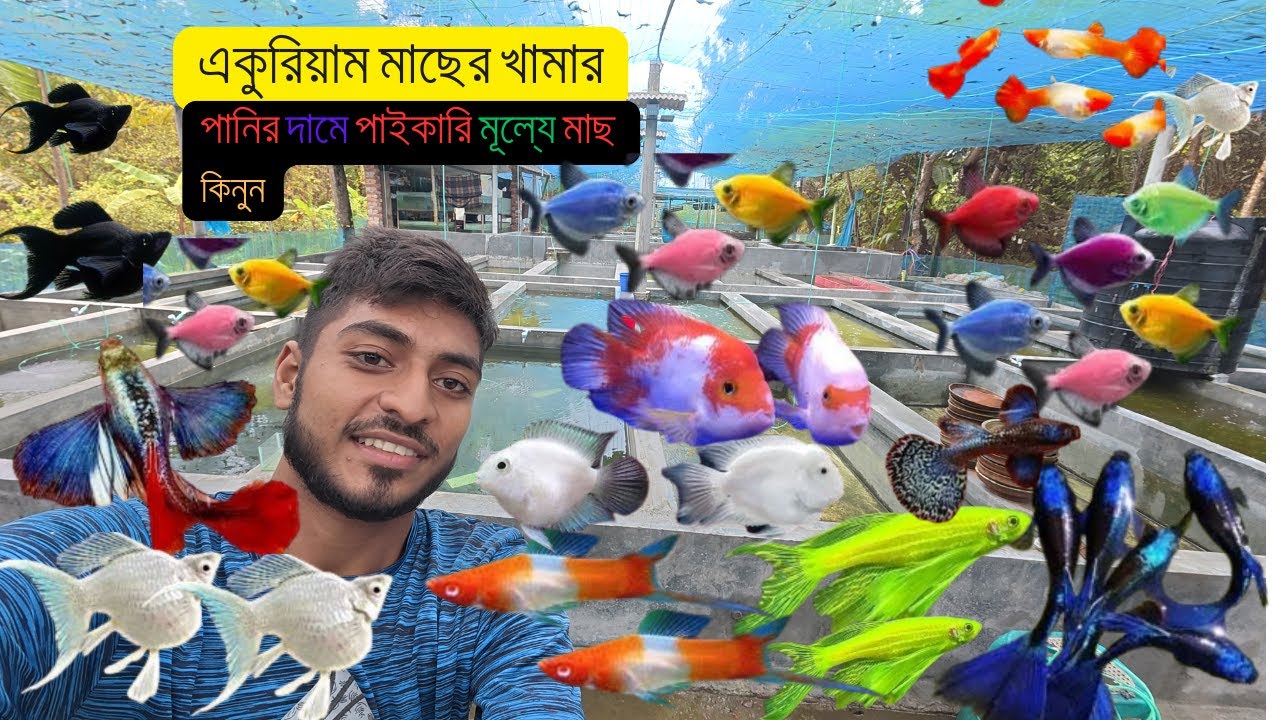 Color Fish Farm | Fish price in BD |Aquarium fish Farming \Guppy fish ...