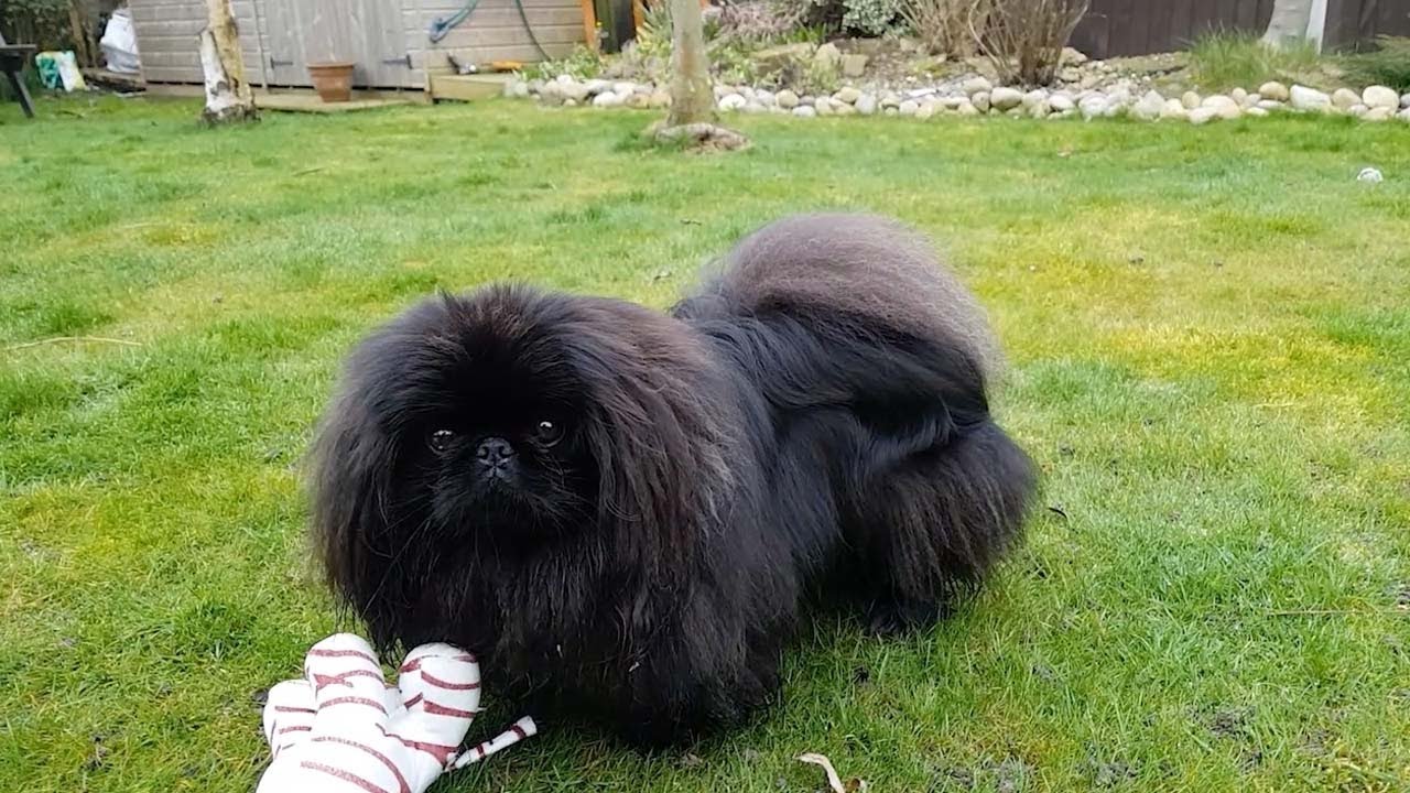 Hairy Dog Looks Like 'Nagging Doubt' From Insurance Ad - YouTube