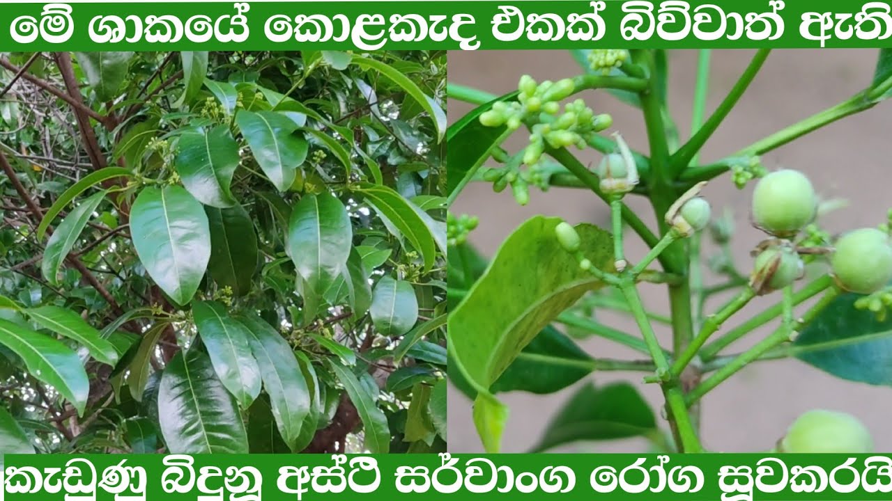 සියලුම සර්වාංග රෝග සූවකරන ඖෂධීය අංකෙන්ද ශාකය /ankenda plant 🌵 - YouTube
