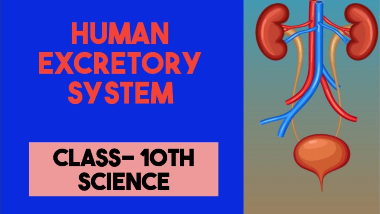 Human excretory system| transportation in plants| life processes| class ...