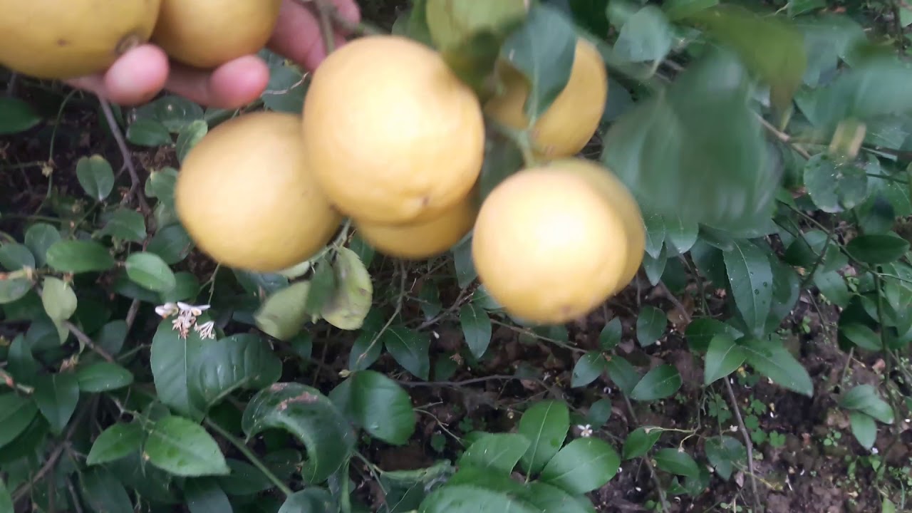 Visit of ready fruit in my seedless lemon farm - YouTube