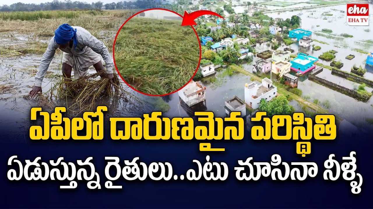 Farmers Effected by Cyclone Montha damage | Paddy Farmers | Montha ...
