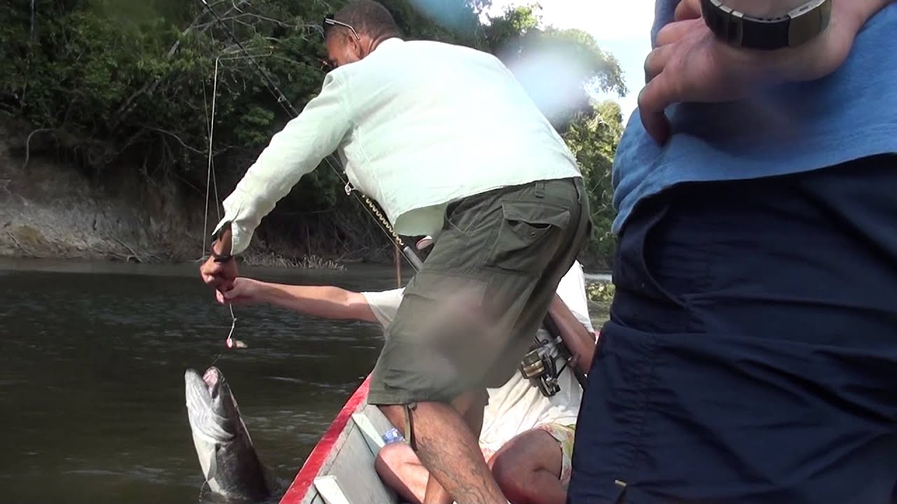 Anjoemara vissen in Kayser, Suriname - YouTube