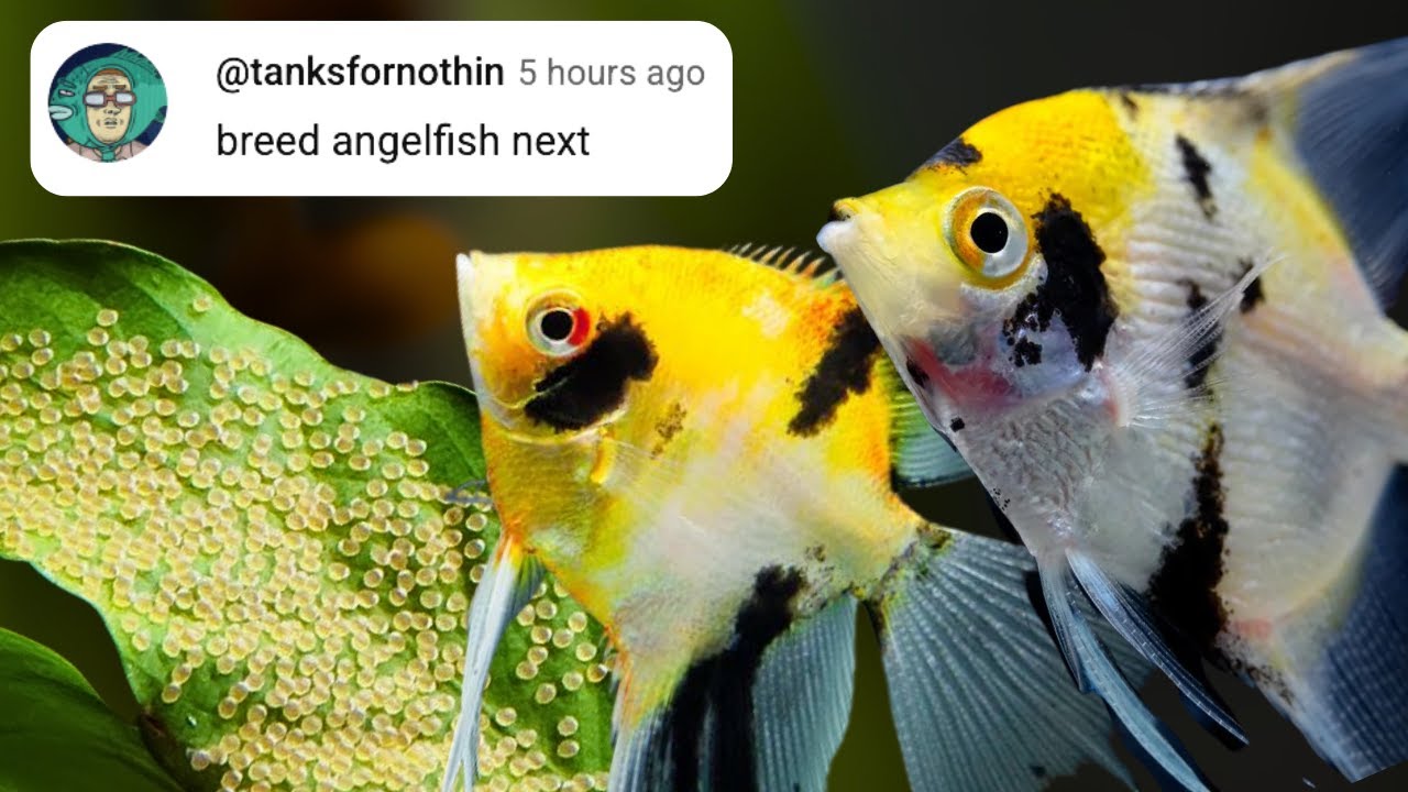 From Eggs to Angels: Raising Freshwater Angelfish - YouTube