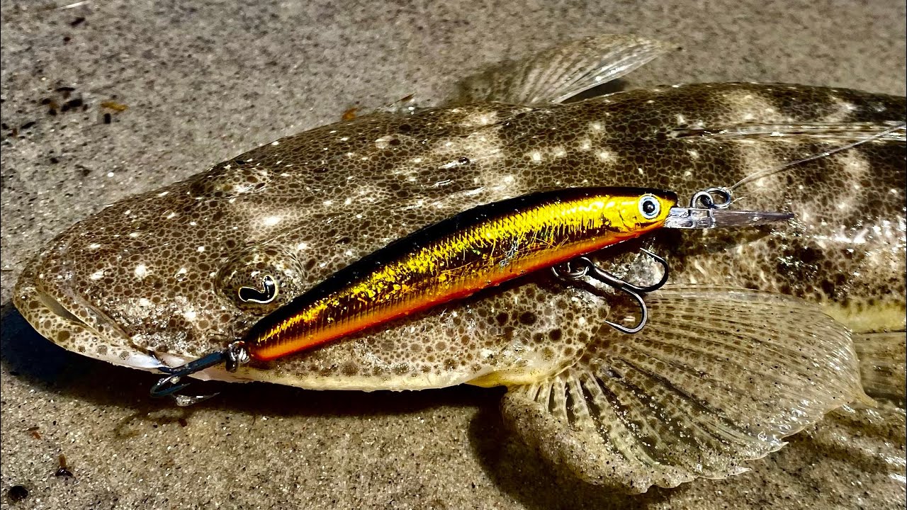 Flathead Fishing The Gold Coast With Lures! - YouTube