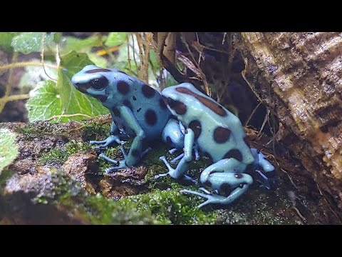 December Frog Room Tour - YouTube