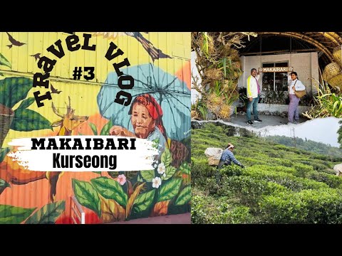 Makaibari Tea Estate 2023 || Makaibari Tea Processing 2023 || Full Moon Light Tea || G20 ...