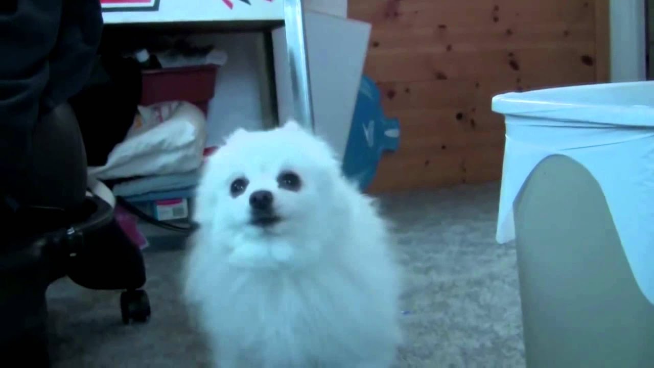 Freaks dog - YouTube