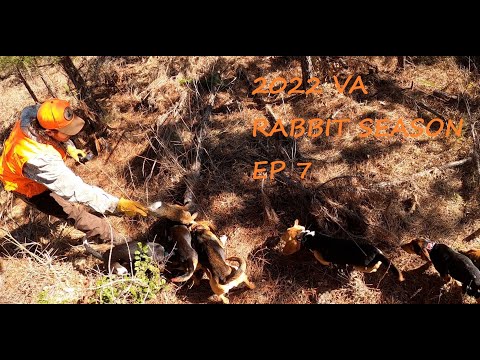 2022 VIRGINIA RABBIT SEASON-EP 7-PART 1-ACTION PACKED BUNNY CHASING IN ...