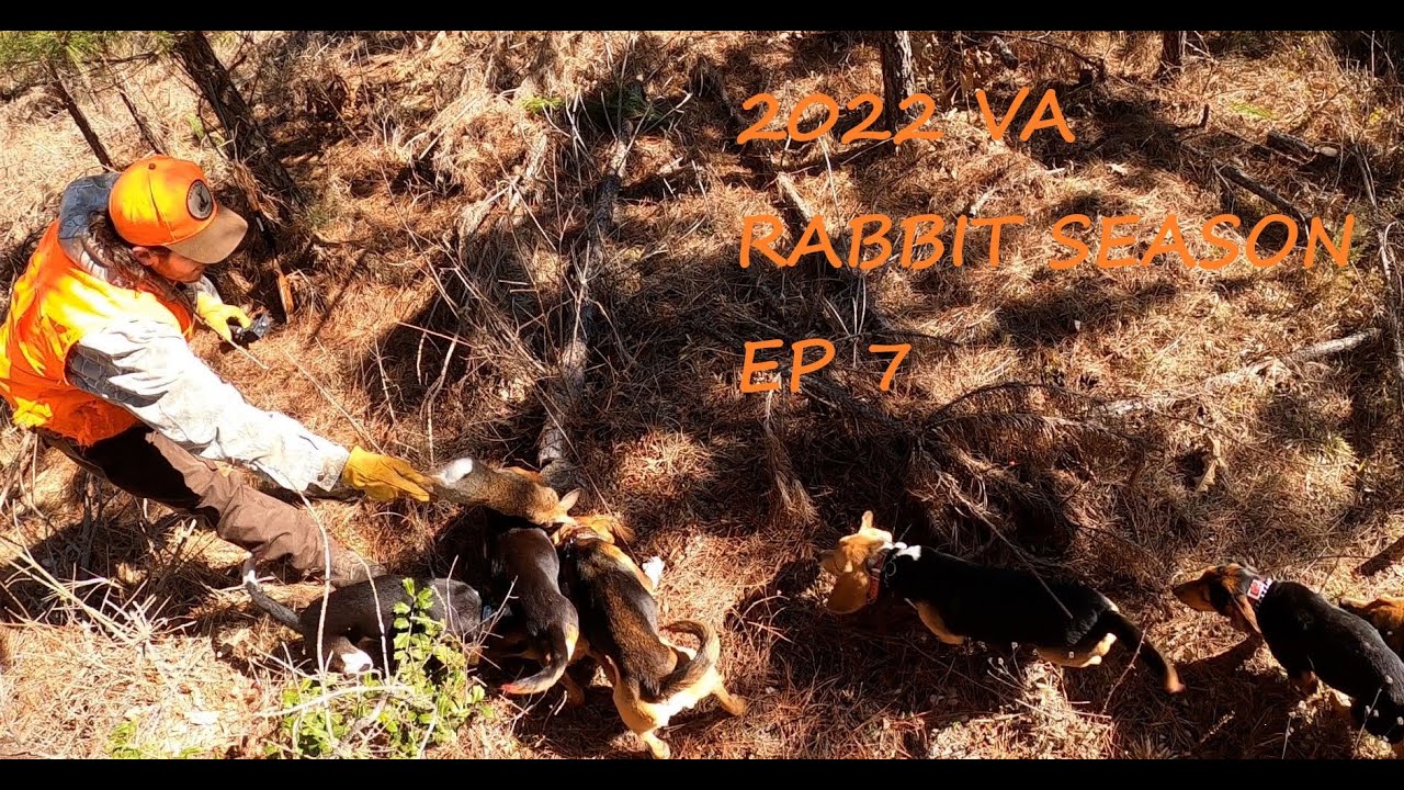 2022 VIRGINIA RABBIT SEASON-EP 7-PART 1-ACTION PACKED BUNNY CHASING IN ...