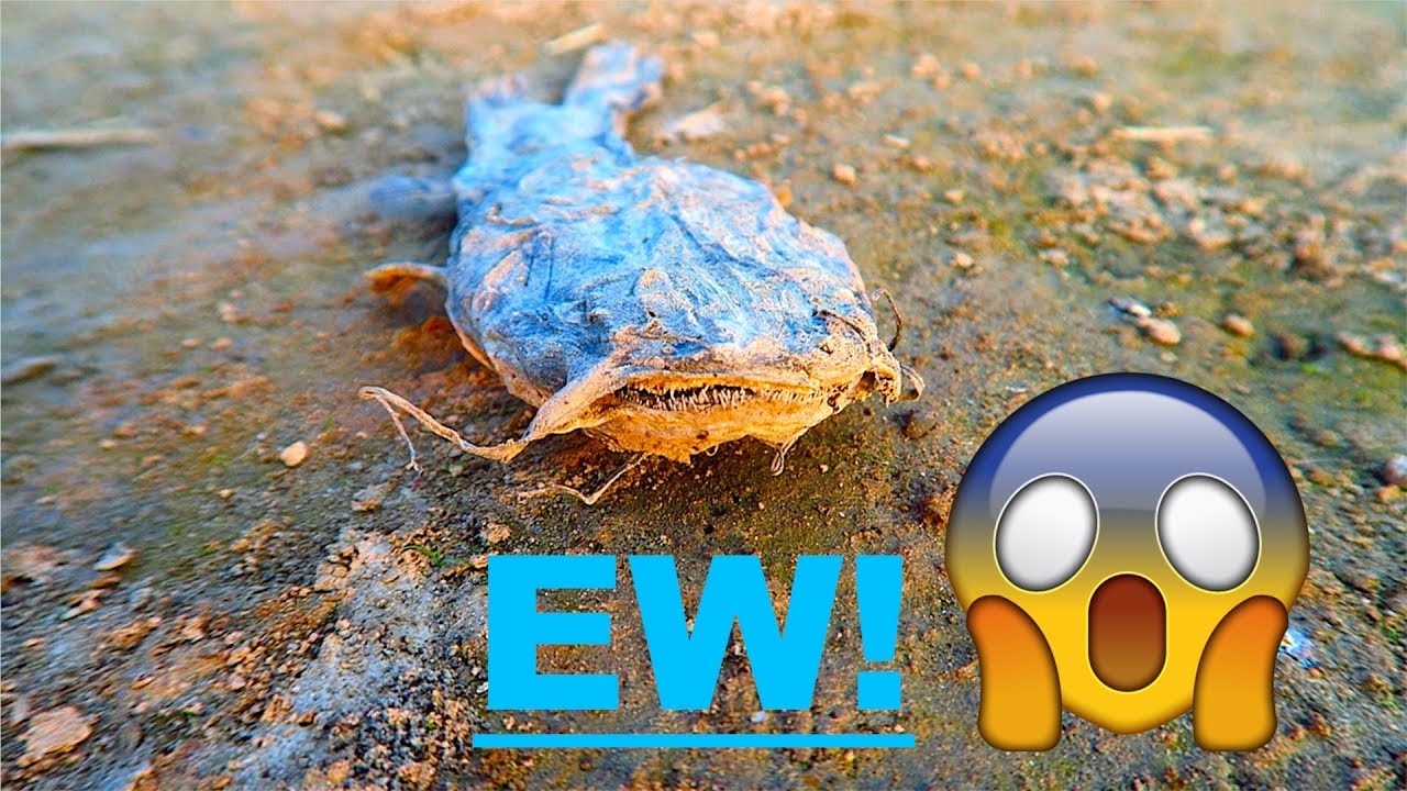 SO GROSS FISH WE FOUND AT THE LAKE! - YouTube
