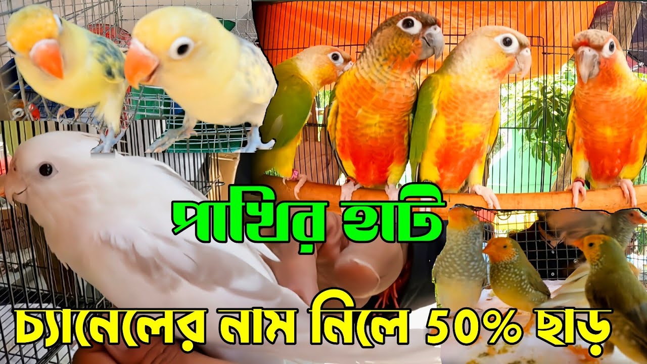 Recent Week Bird Price Update। Birds Market Serampore। Serampore Pet ...