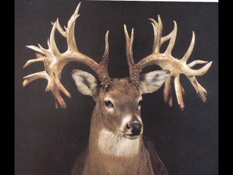 World's Best Animal Trophy Room; Over 100 Heads - YouTube