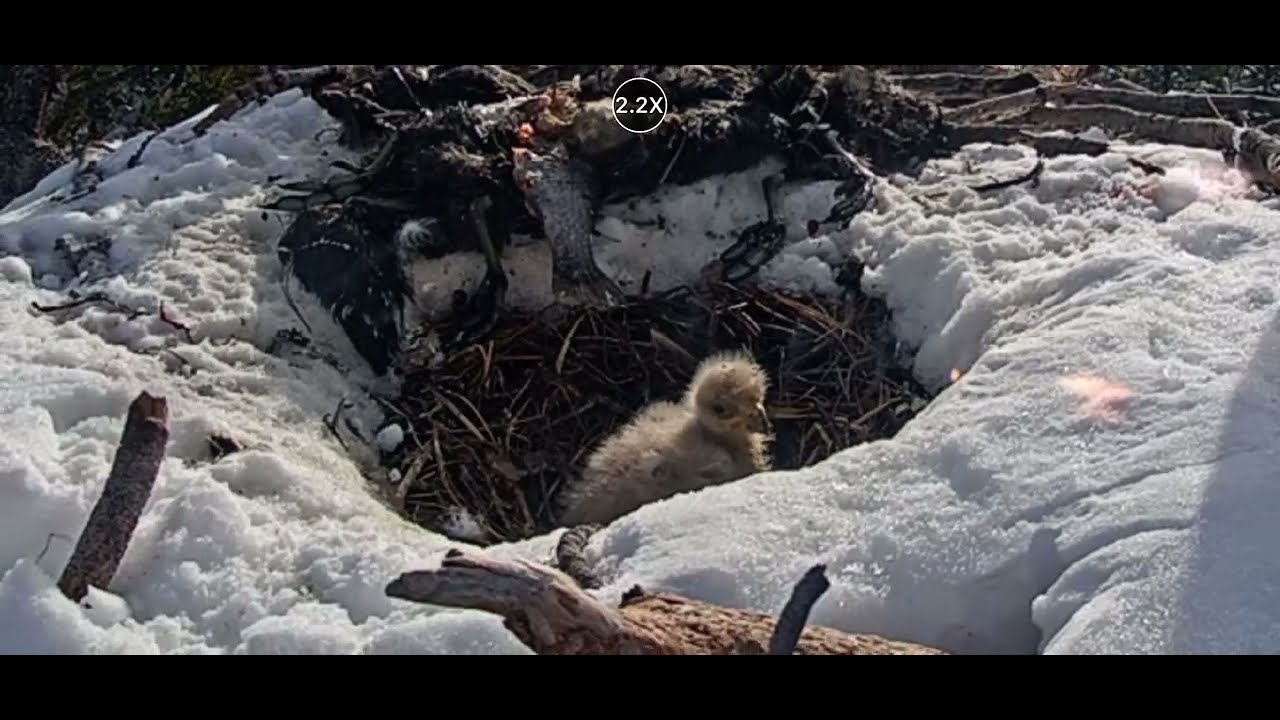 6/ 2025-03-16 08:17:50 BALD EAGLES & (2) EAGLETS NEST CAM Clips ...