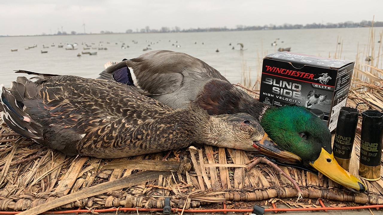 Hunting for Big Water Diver Ducks in Ontario | Canada in the Rough ...
