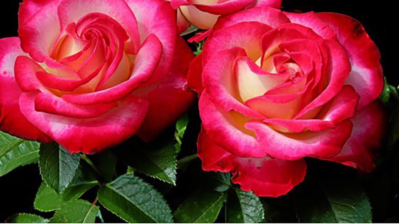 Dick Clark Grandiflora Rose: Maplewood Rose Garden - YouTube