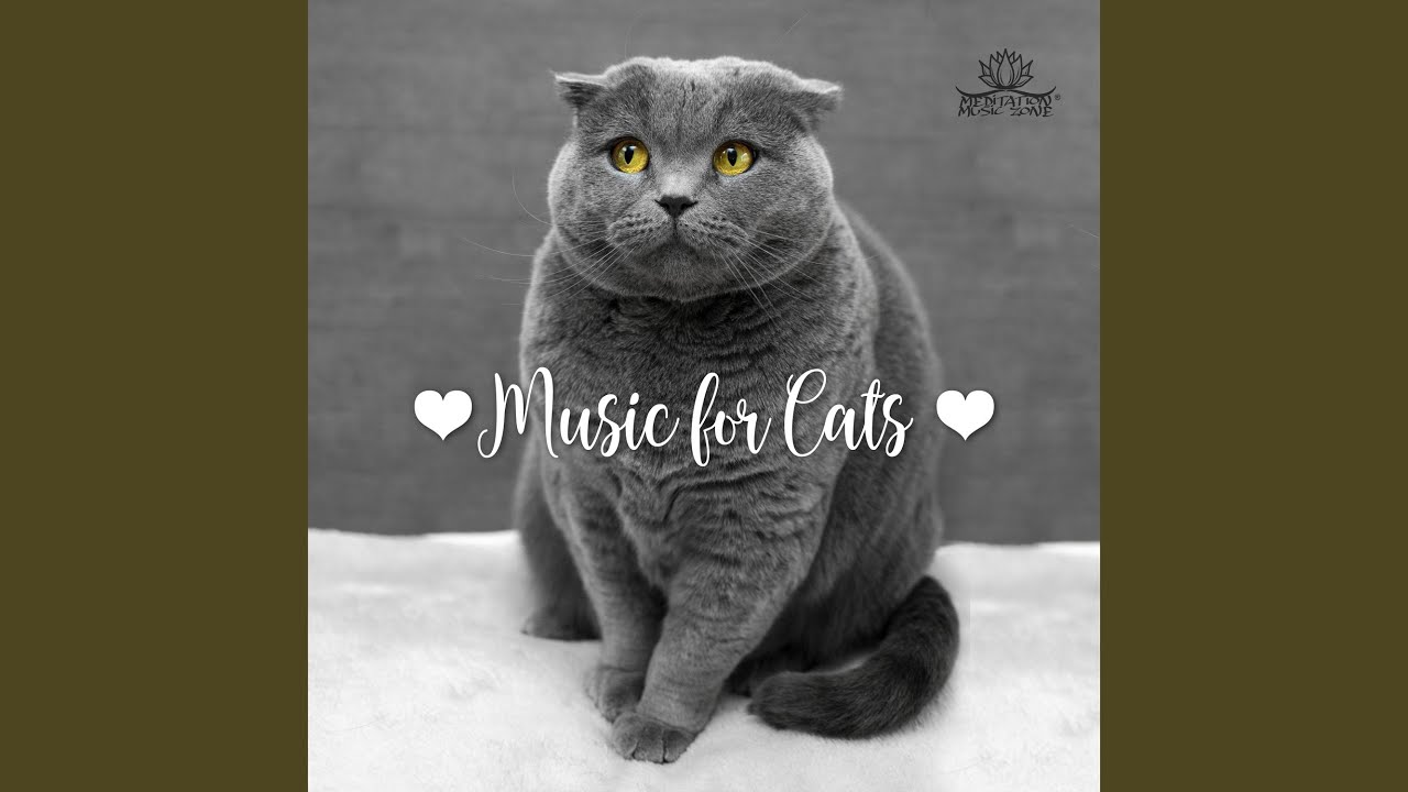 Cat Lullaby - YouTube