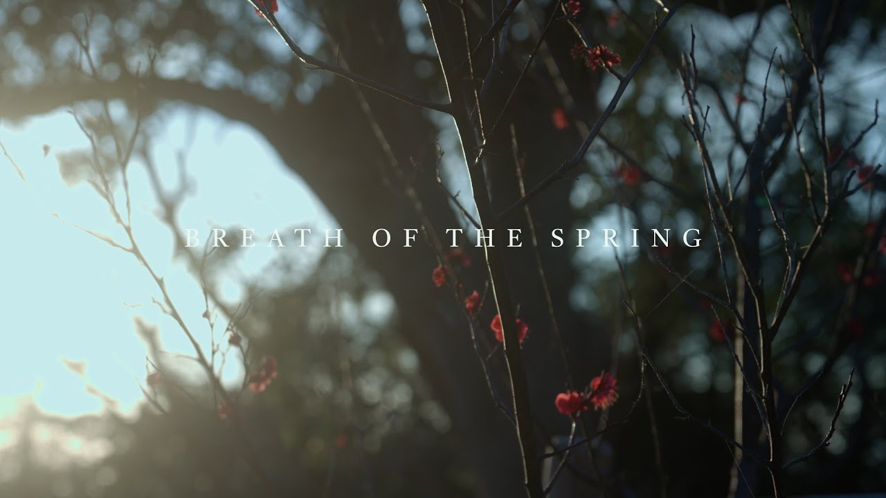 BREATH OF THE SPRING 梅/4K α7iv SEL2470GM2 - YouTube