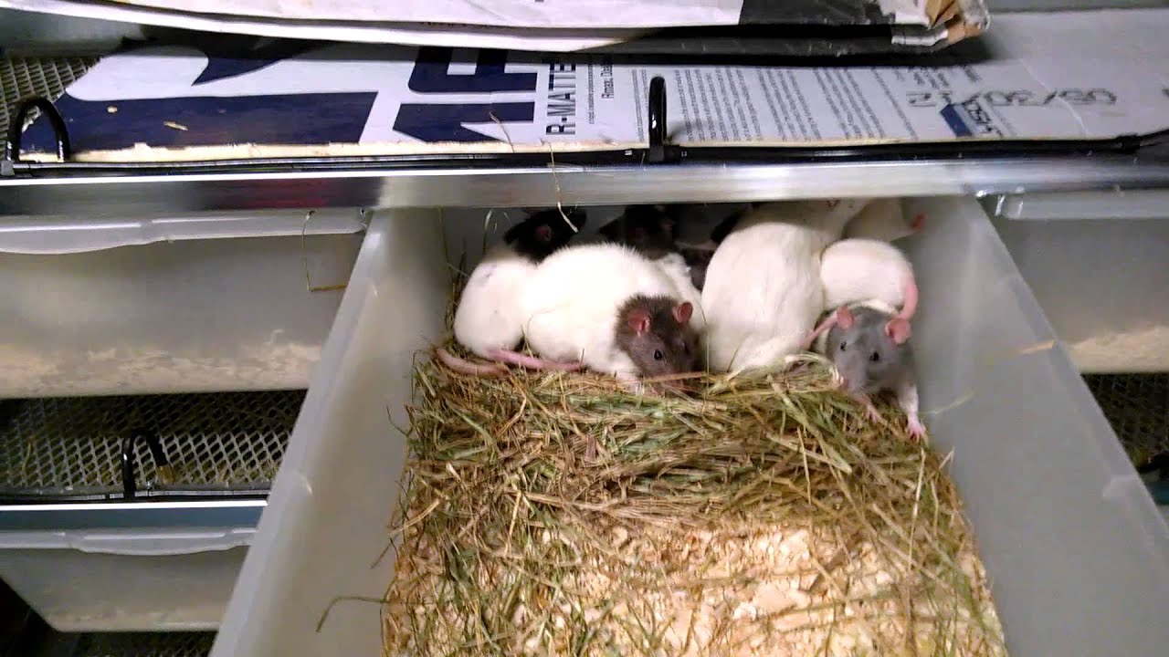Freedom Breeder rodent racks - YouTube
