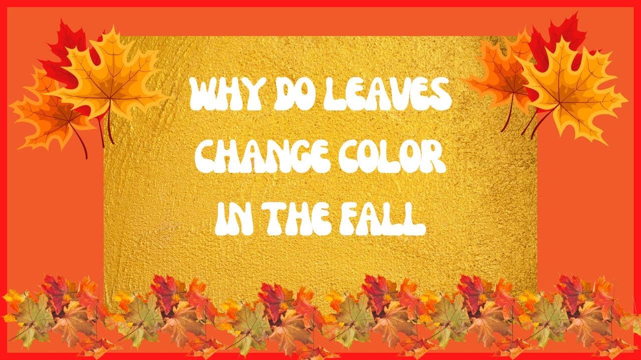 Why Do Leaves Change Color In The Fall YouTube why-do-leaves-change-color-in-the-fall-youtube