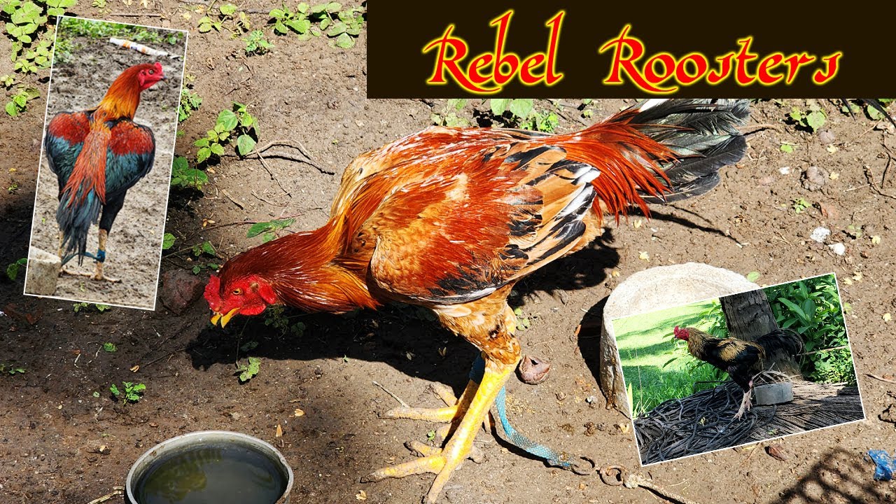 October Month Rebel Roosters Farm Visit | రెబెల్ రూస్టర్స్ | Poduru ...