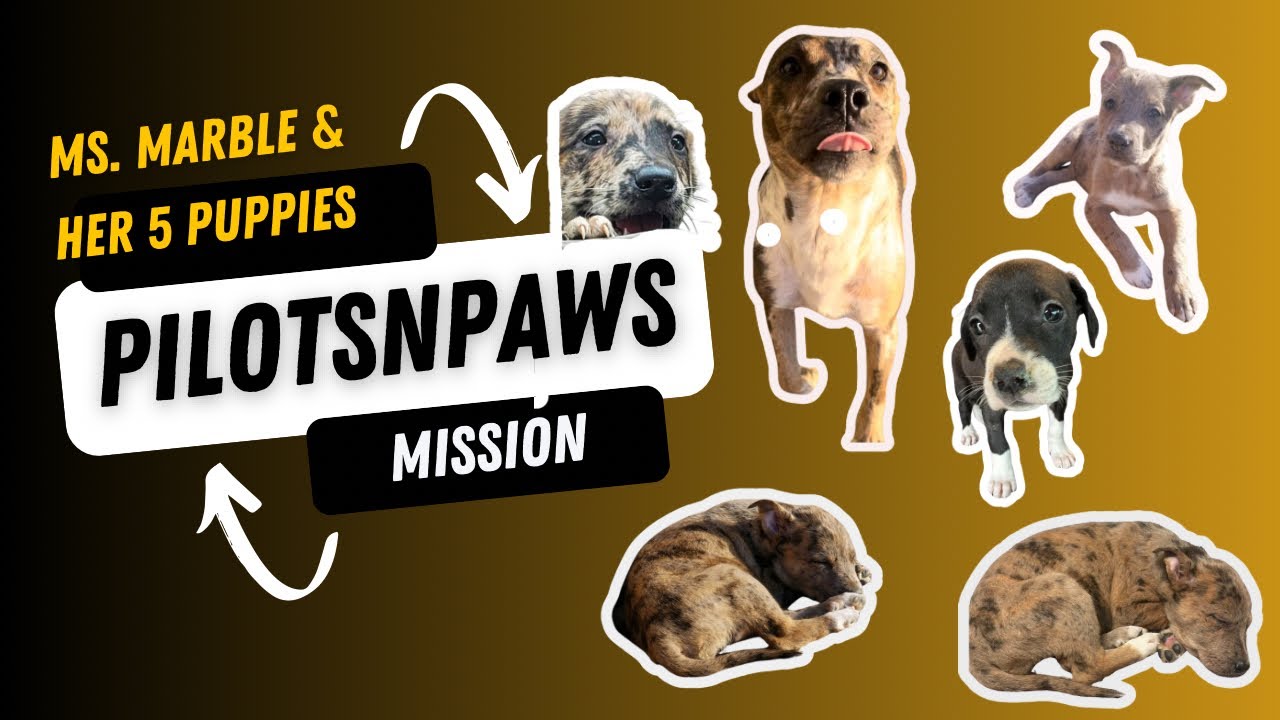Rescuing Ms. Marble & Her Puppies: Heartwarming Pilots and Paws Mission ...
