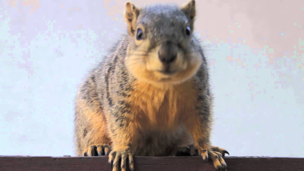 Farting Squirrel "Chuck" - YouTube
