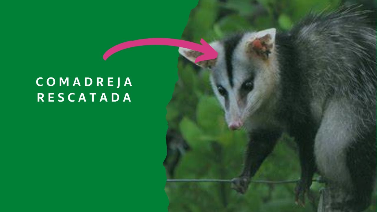 Comadreja rescatada - YouTube