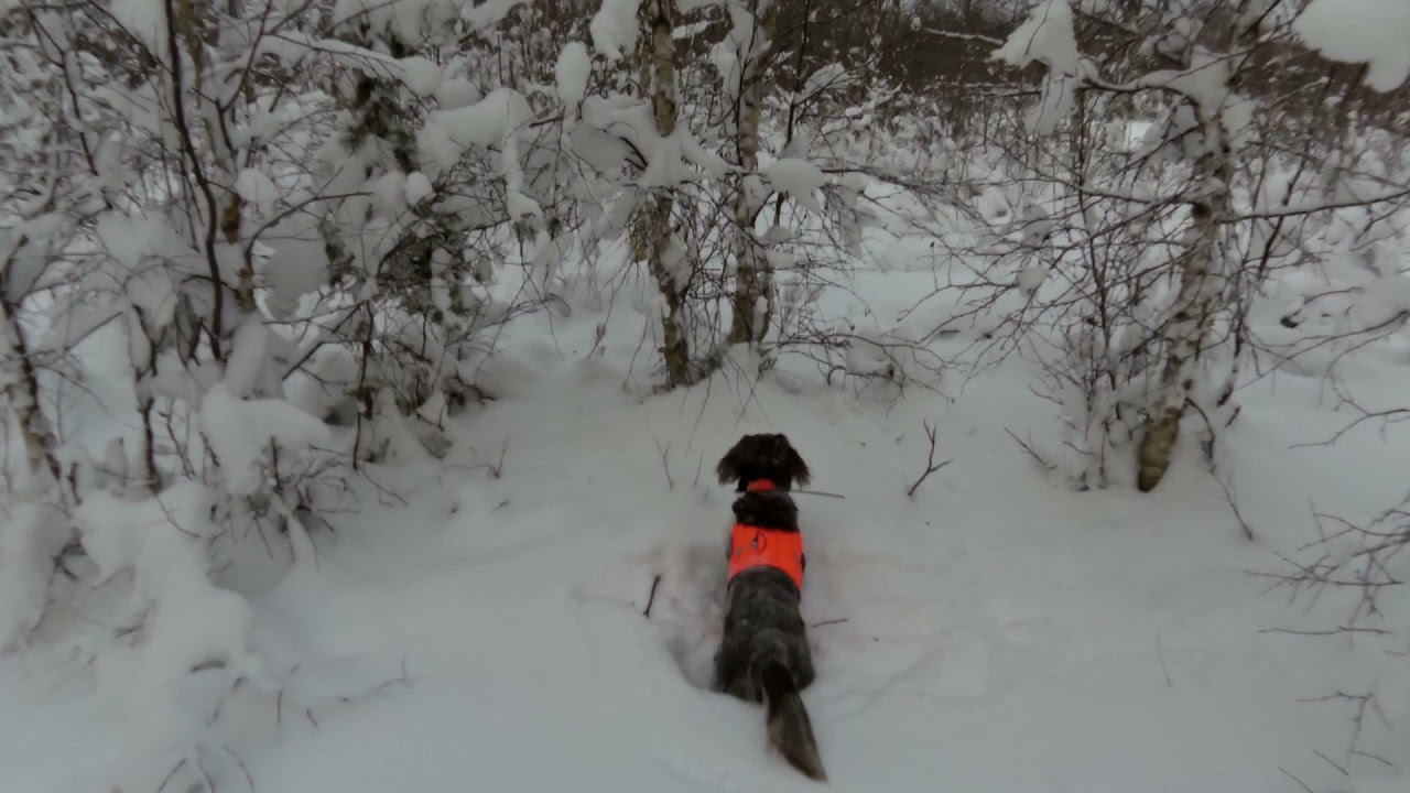 Arctic pheasant hunt -26C in Finland - YouTube