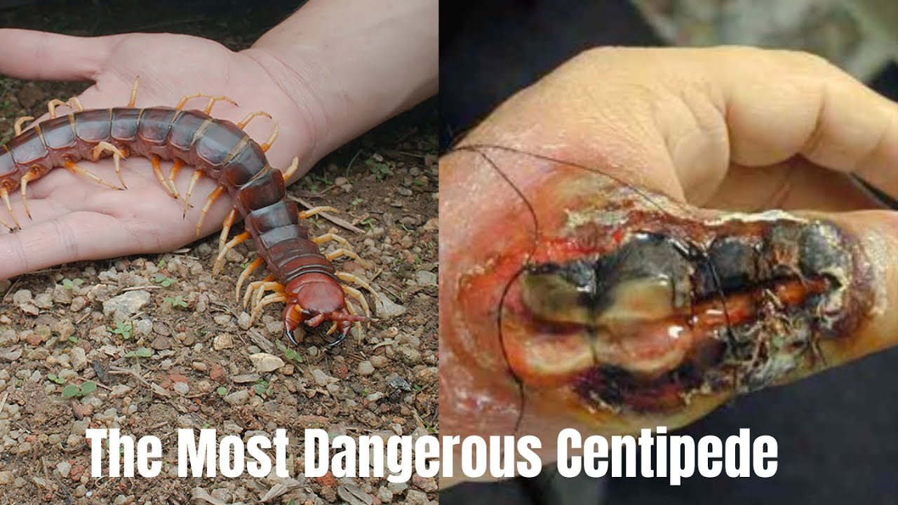 The Most Dangerous Centipede In The World Can Kill You - YouTube