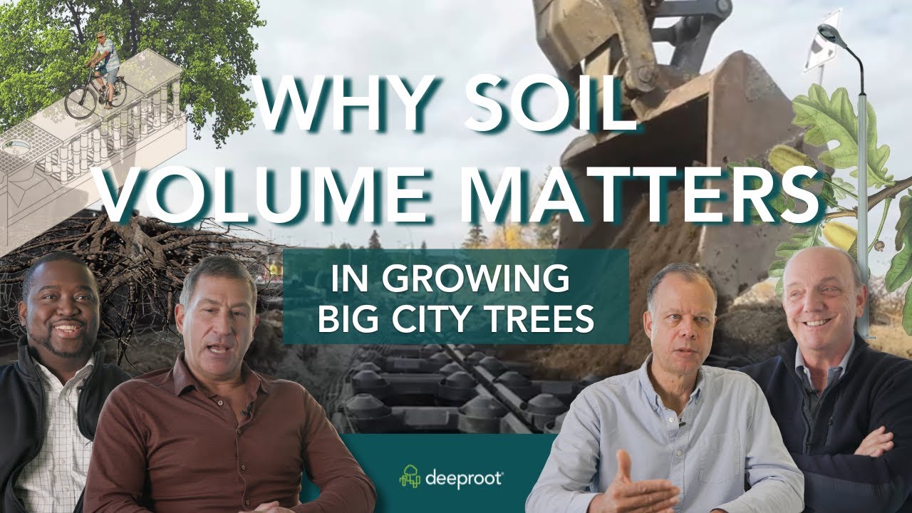 The Importance of Soil Volume in Growing Large, Healthy Trees - YouTube