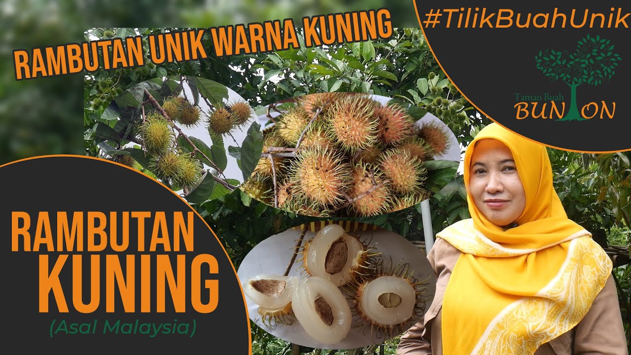 #TilikBuahUnik : Rambutan Kuning - YouTube