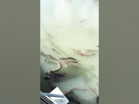 Сом - YouTube