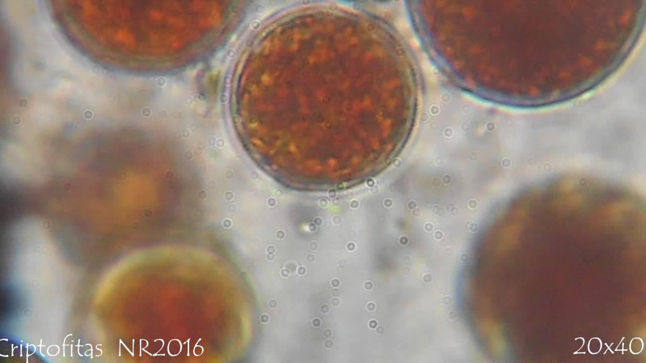 Criptofitas - YouTube
