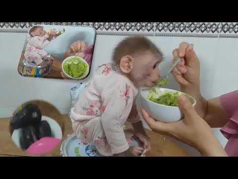 Baby Monkey Na Obtain Mom Pampered And Loved - YouTube