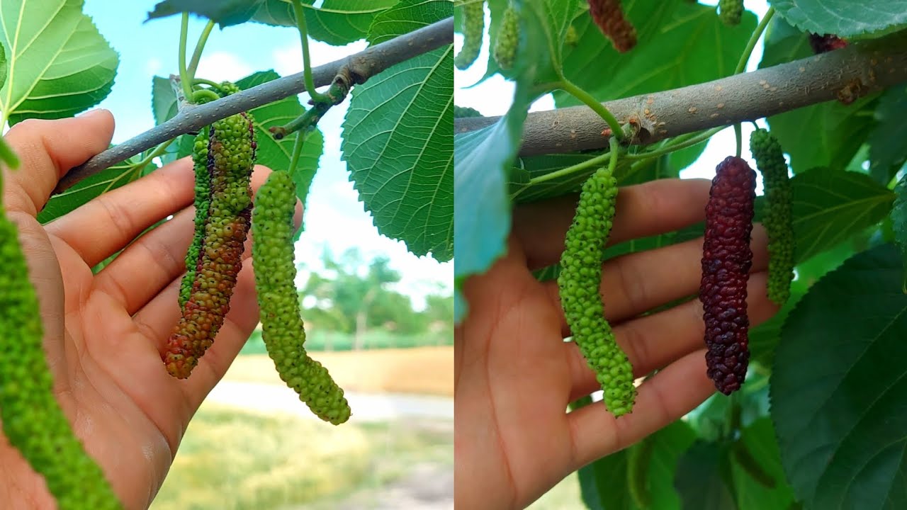 Mulberries fruiting season | Mulberry growing season | Thal Kay phal ...