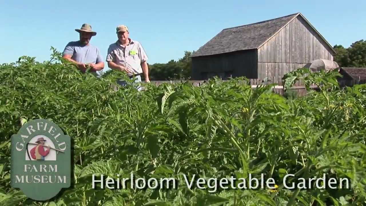 Garfield Farm Museum: Heirloom Garden Show - YouTube