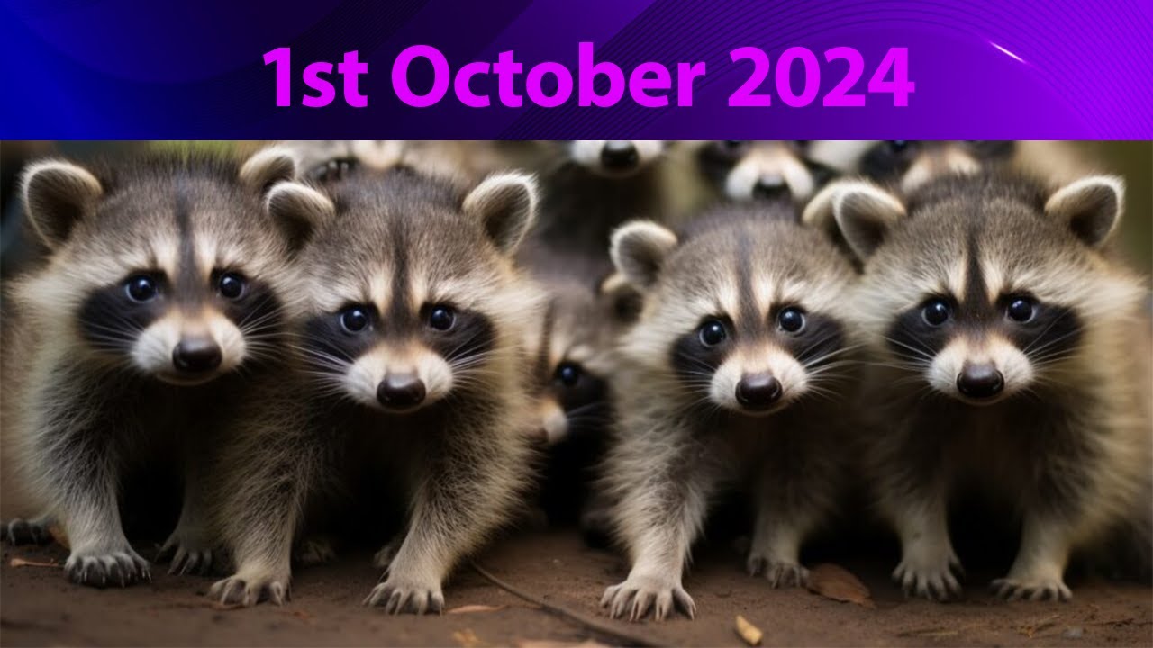 International raccoon appreciation day today!!! (01/10/2024) - YouTube