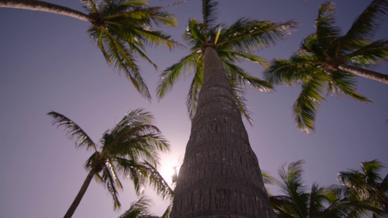 Palm Trees - YouTube