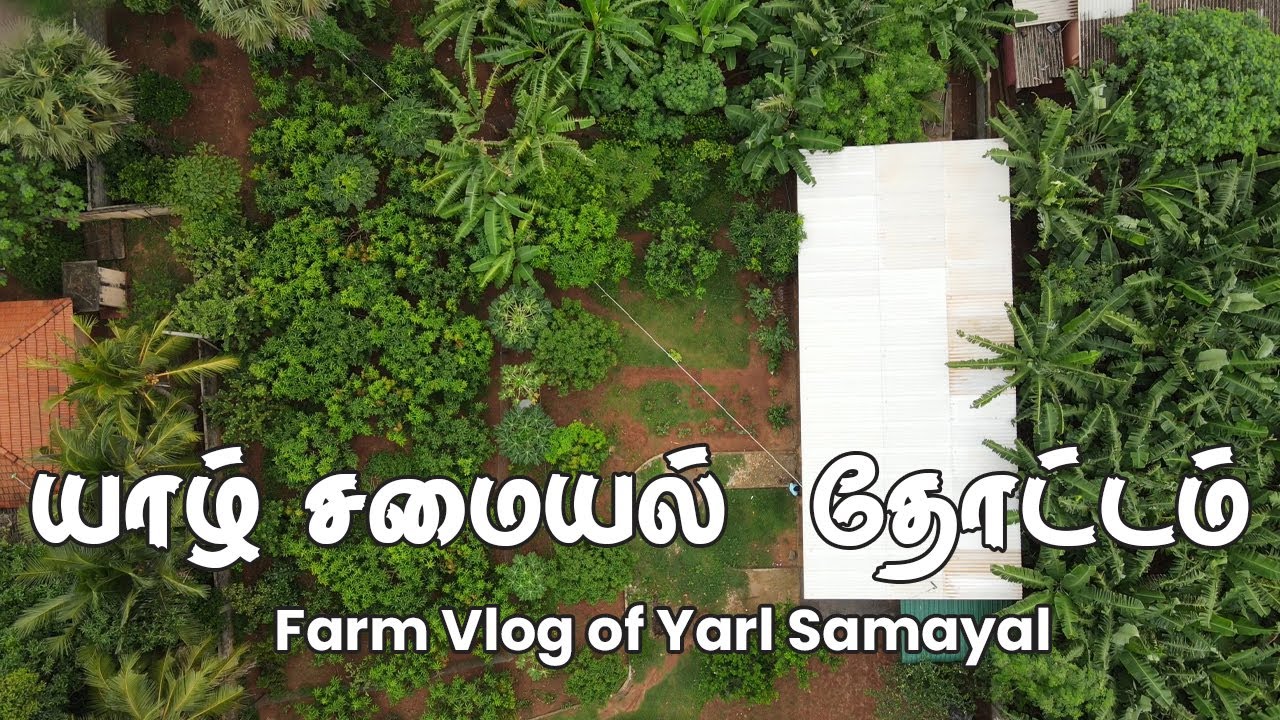 எங்கட தோட்டத்தை சுற்றி பாப்பம் வாங்க | Yarl Samayal Jaffna Farm Vlog ...