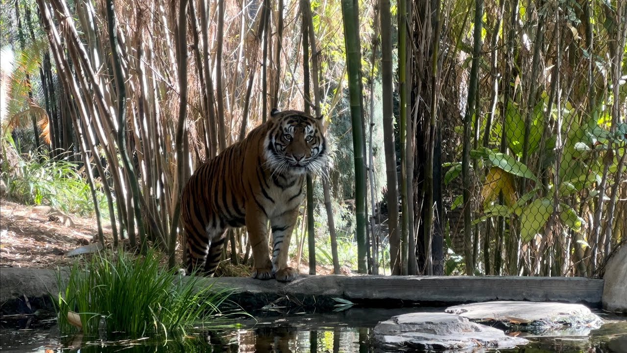 🐯Sumatran Tiger Boy Rakan ~ San Diego Zoo Safari Park ~ 2/5/2022 - YouTube